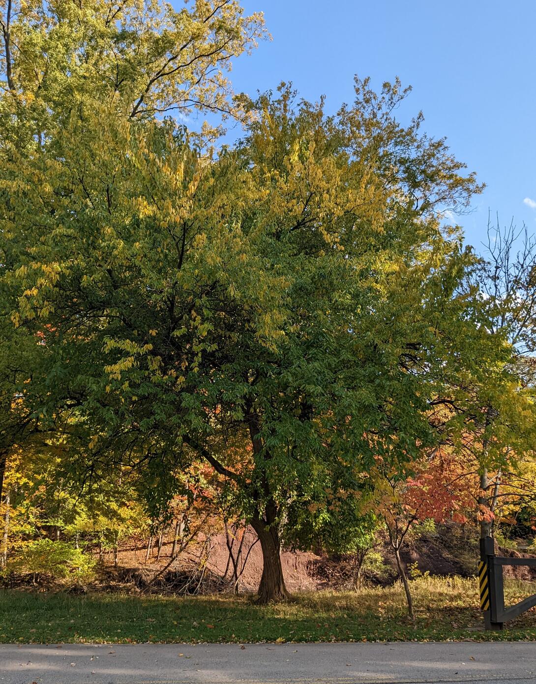 Osage-Orange | CMP Tree Selection Tool